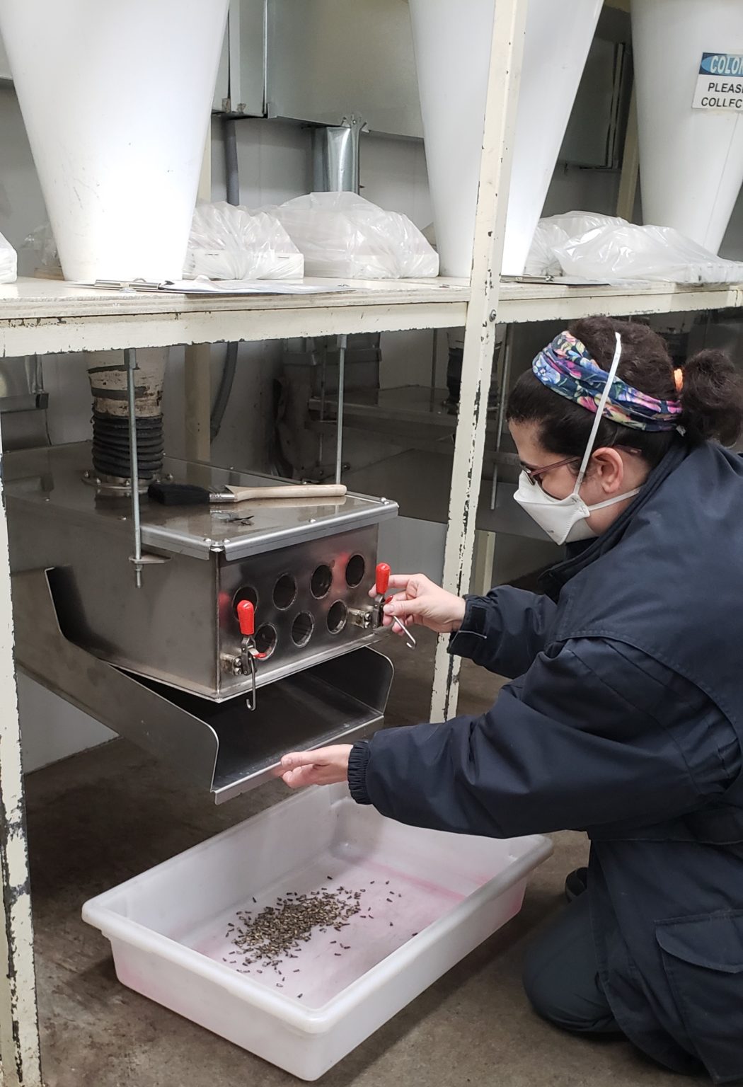 OKSIR Sterile Insect Release Process